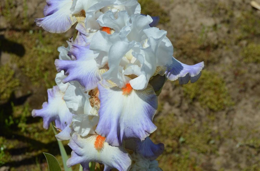 Tall Bearded Iris (Iris 'Stylish Edge') in the Irises Database - Garden.org
