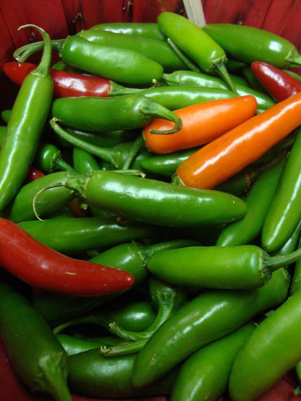 Hot Pepper (Capsicum annuum 'Serrano') in the Peppers Database - Garden.org