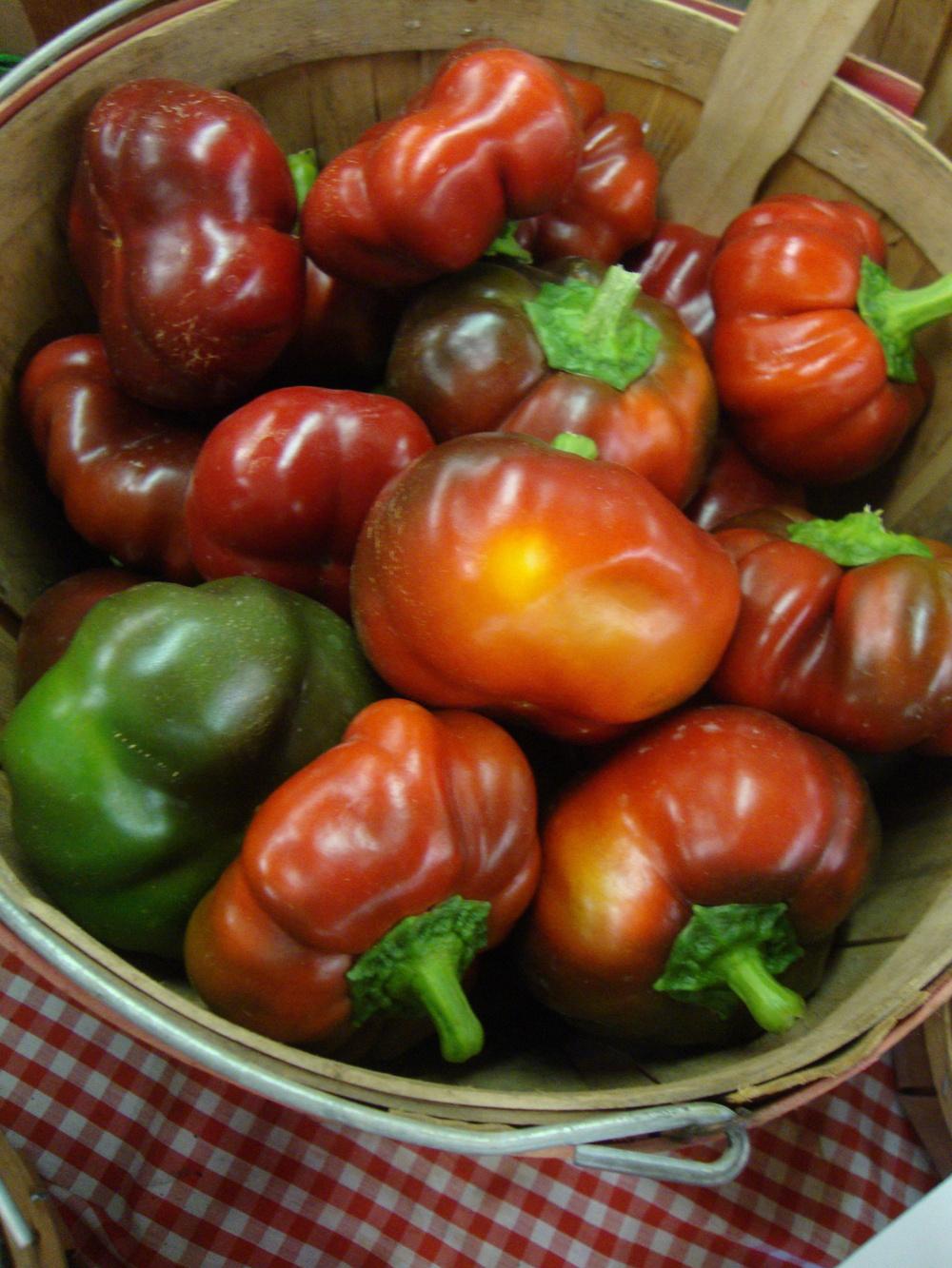 Pimento Pepper (Capsicum annuum 'Sweet Pimiento') in the Peppers ...