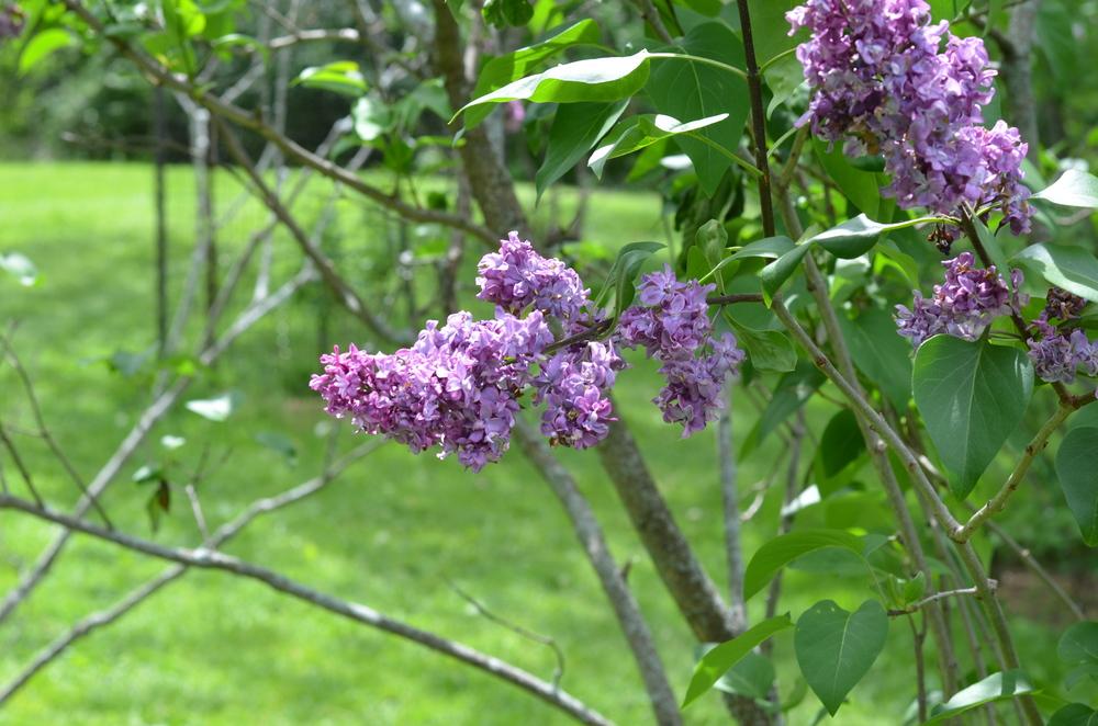 Common Lilac (Syringa vulgaris 'Adelaide Dunbar') in the Lilacs ...