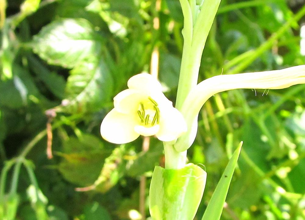 Photo of the bloom of Tuberose (Agave polianthes 'Yellow Baby') posted ...