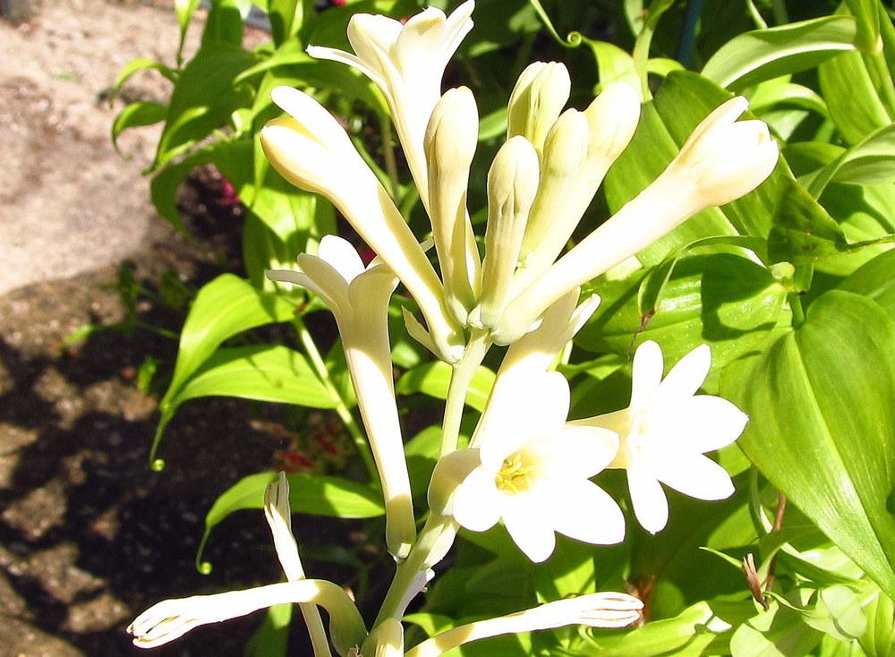 Photo of the closeup of buds, sepals and receptacles of Tuberose (Agave ...