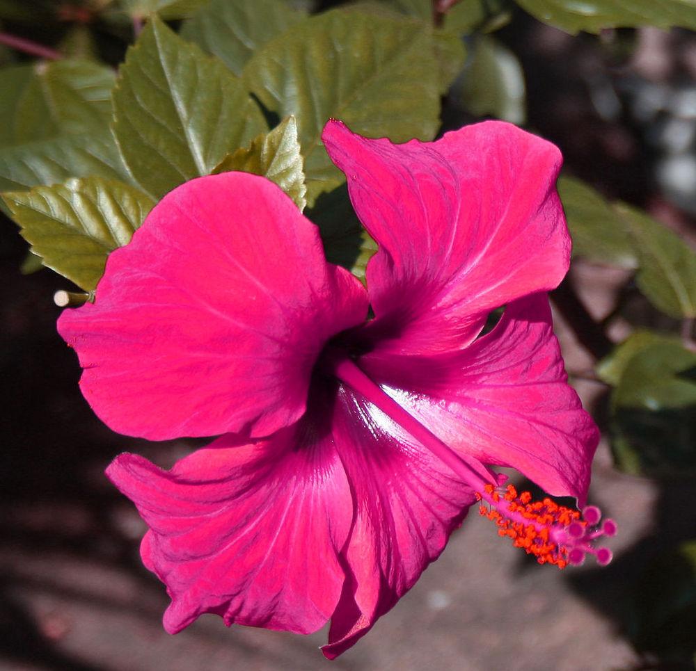 Tropical Hibiscus (Hibiscus rosa-sinensis 'Black Beauty') in the ...