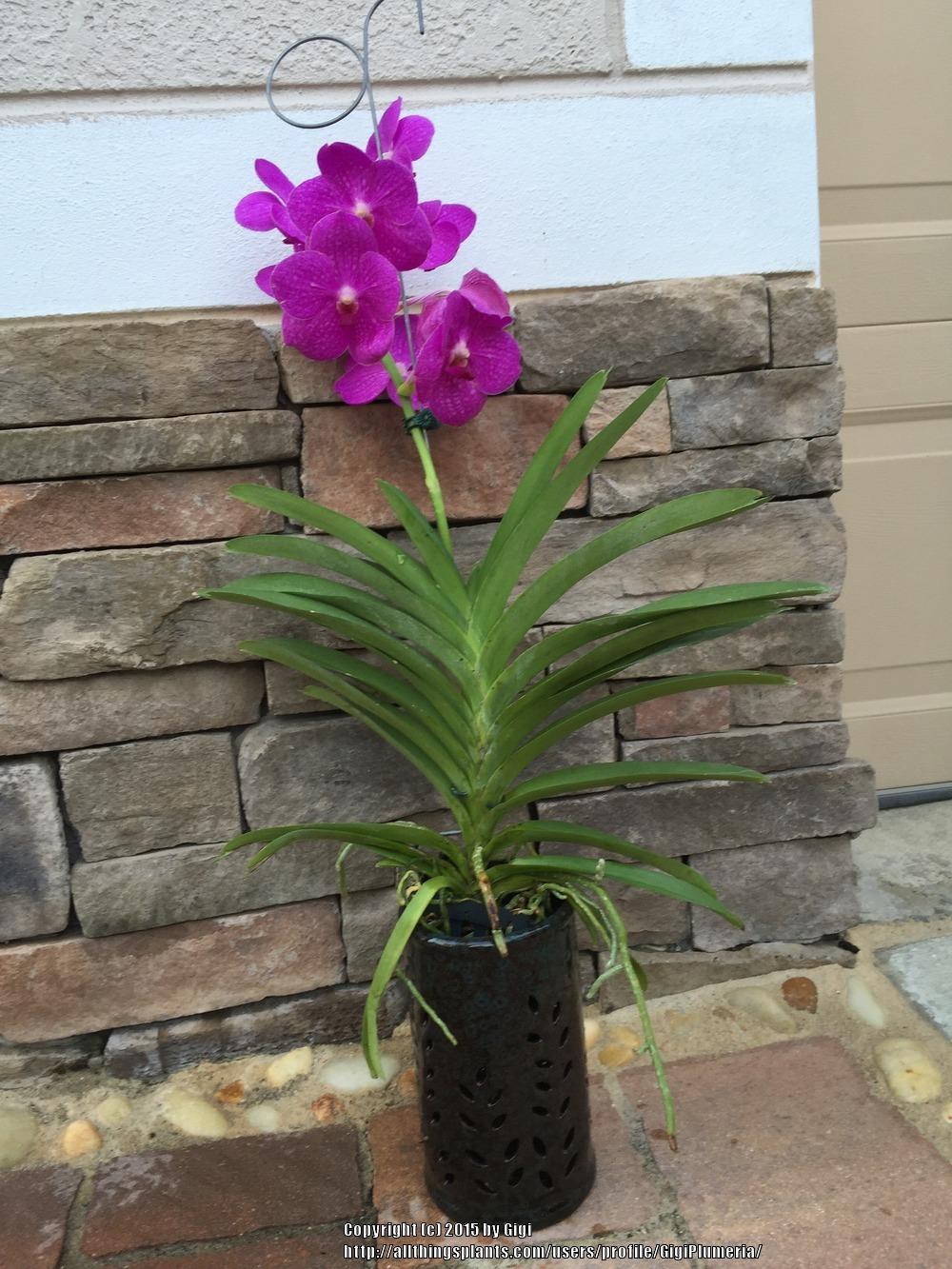 Photo of the entire plant of Orchid (Vanda Pachara Delight 'Pink ...
