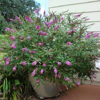 Butterfly Bush (Buddleja Buzz™ Magenta Improved) in the Butterfly ...