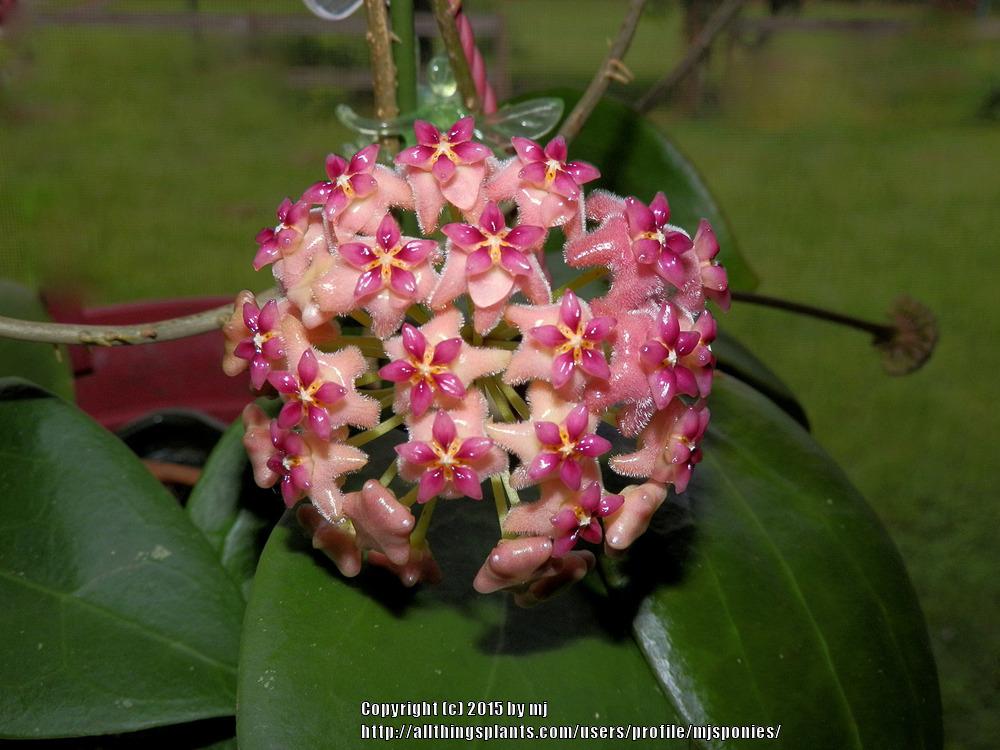 Wax Plant (Hoya 'Kicki') in the Hoyas Database - Garden.org