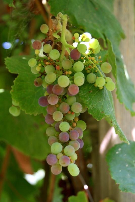 Photo of the fruit of California Grape (Vitis californica 'Roger's Red ...