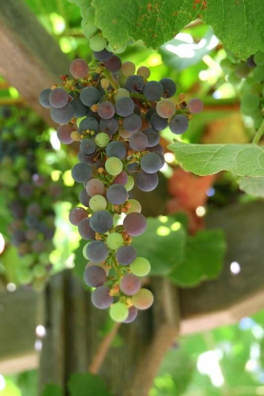 Photo of the fruit of California Grape (Vitis californica 'Roger's Red ...