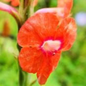 Red Porterweed (Stachytarpheta mutabilis) - Garden.org