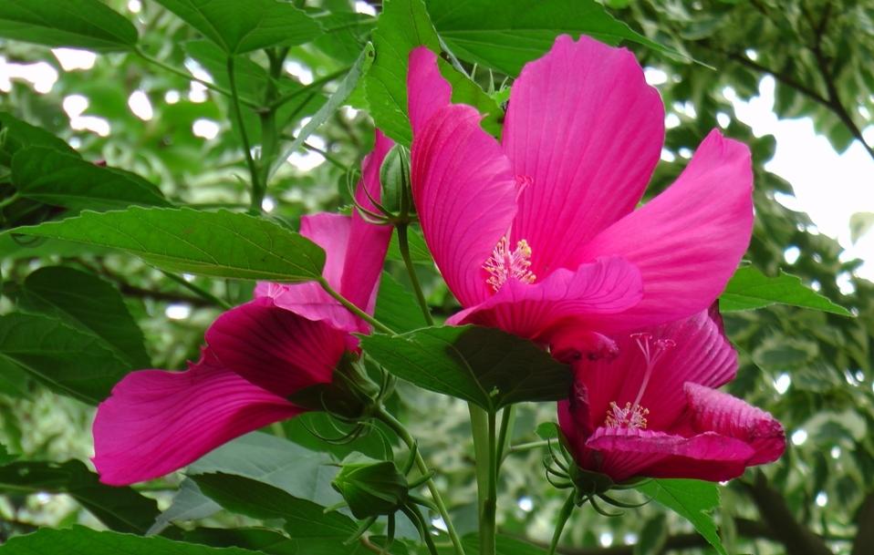 Hybrid Hardy Hibiscus (Hibiscus 'Raspberry Rose') in the Hibiscus ...