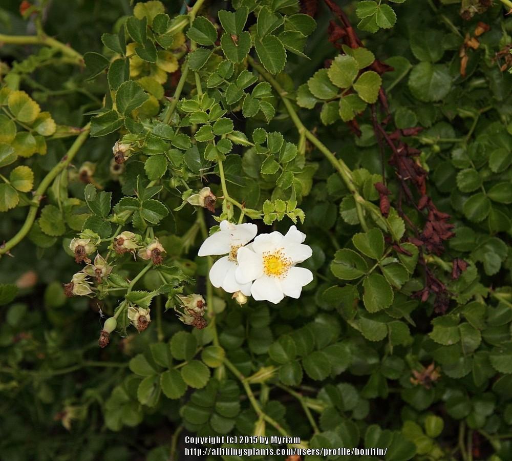 Rose (Rosa luciae) in the Roses Database - Garden.org