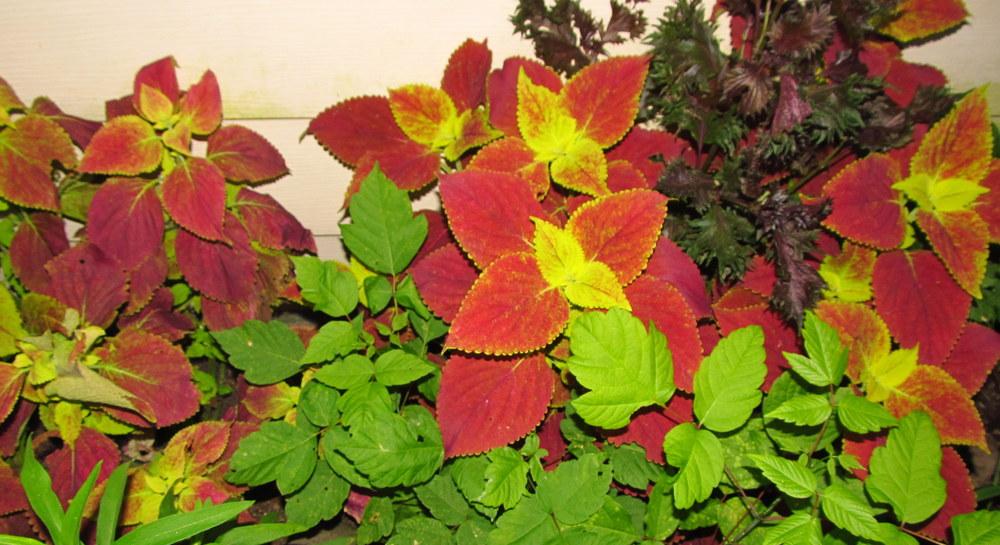 Photo of the leaves of Coleus (Coleus scutellarioides 'Alabama Sunset ...