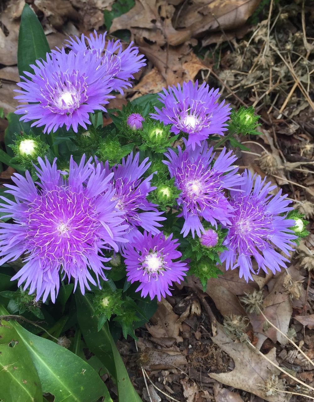 Photo of the bloom of Stokes' Aster (Stokesia laevis 'Mels Blue ...