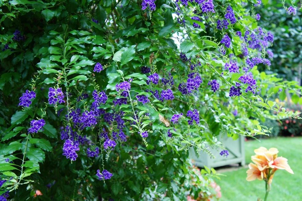 Photo of the entire plant of Golden Dew Drop (Duranta erecta 'Geisha ...