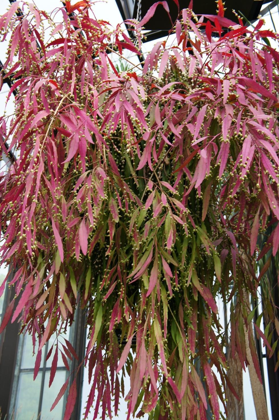 Photo of the entire plant of Red Mistletoe Cactus (Pseudorhipsalis ...