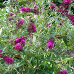 Butterfly Bush (Buddleja Buzz™ Magenta Improved) in the Butterfly ...