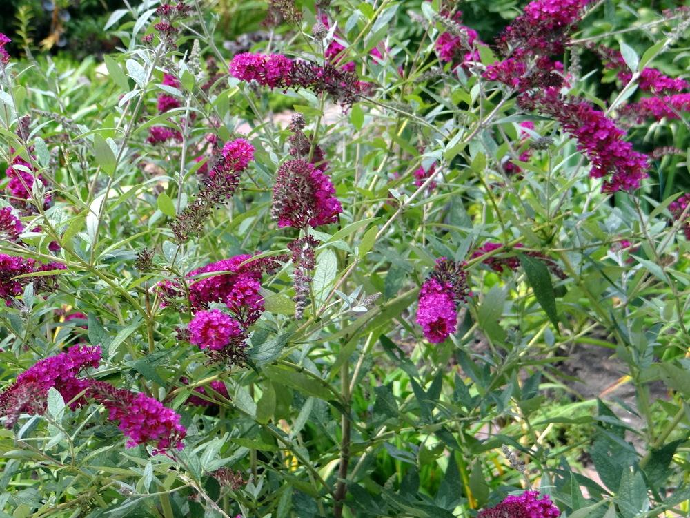 Photo of the bloom of Butterfly Bush (Buddleja Buzz™ Magenta Improved ...