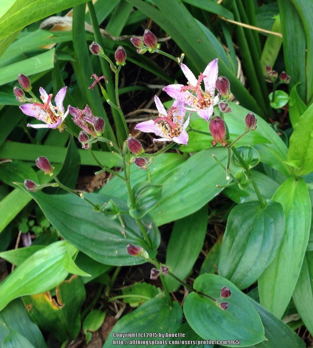 Photo of the stem, scape, stalk or bark of Japanese Toad Lily ...