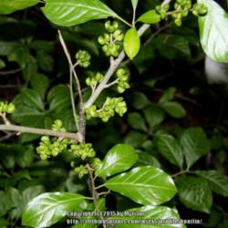 Japanese Orixa (Orixa japonica) - Garden.org