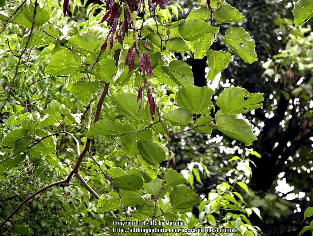 Cercis racemosa - Garden.org