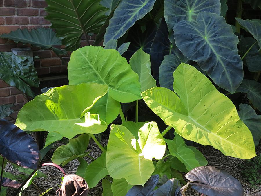 Photo of the entire plant of Arrow Leaf Elephant's Ear (Xanthosoma ...