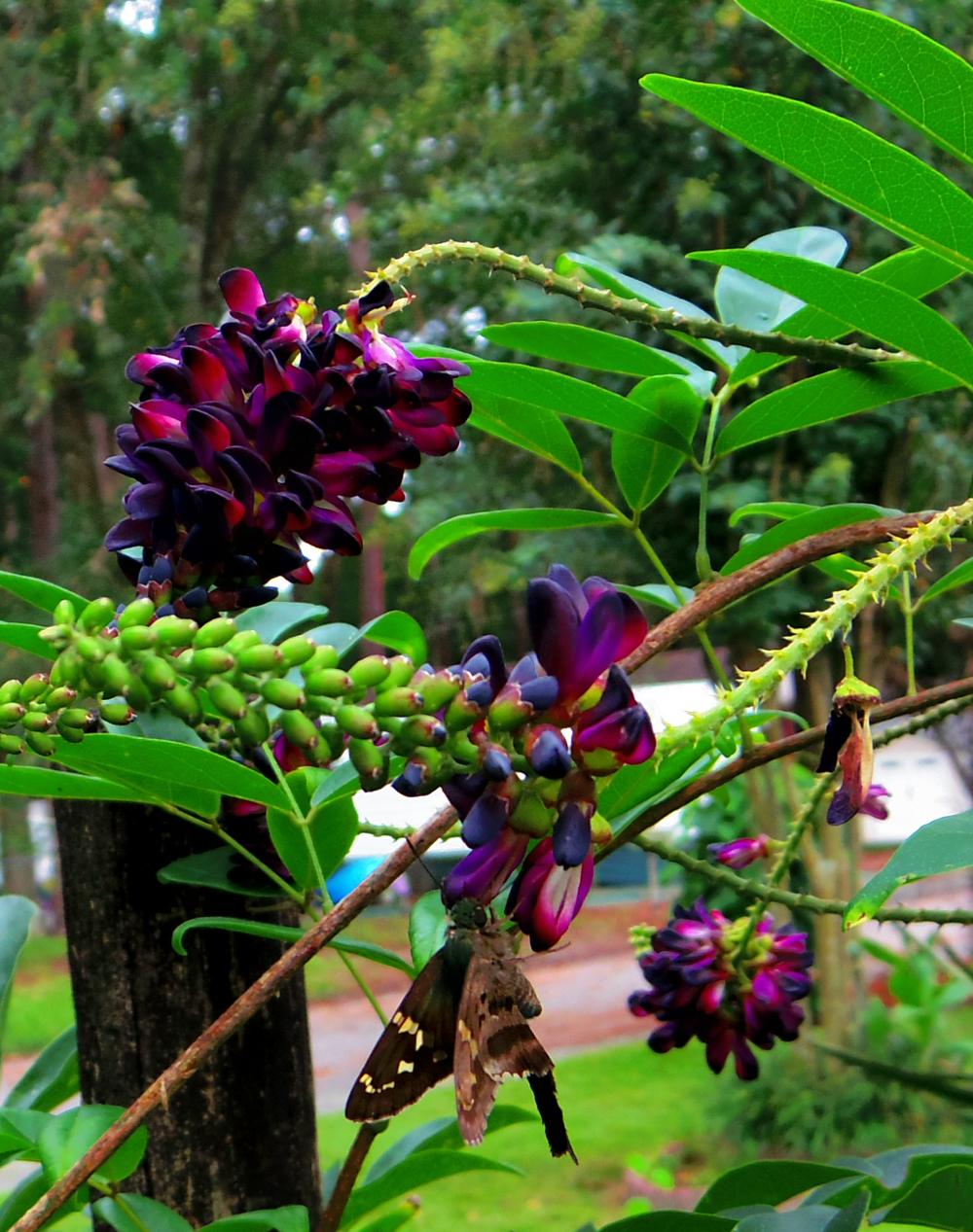 Evergreen Wisteria (Callerya reticulata) - Garden.org