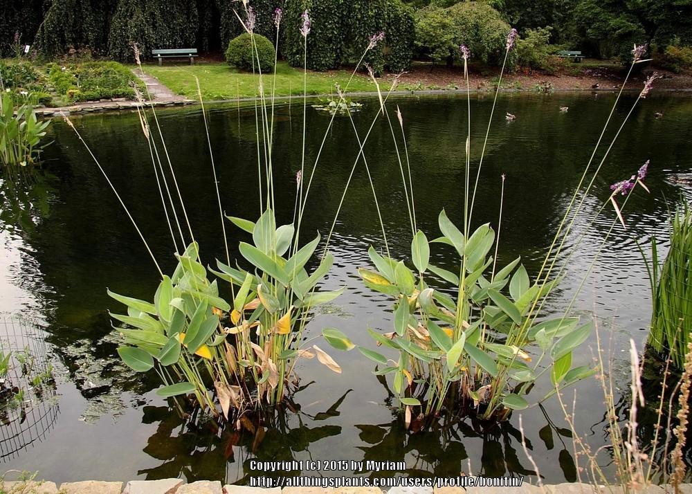 Photo of the entire plant of Powdery alligator-flag (Thalia dealbata ...