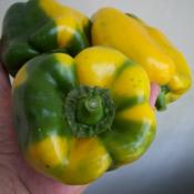 Photo of the fruit of Bell Pepper (Capsicum annuum 'Aladdin') posted by ...