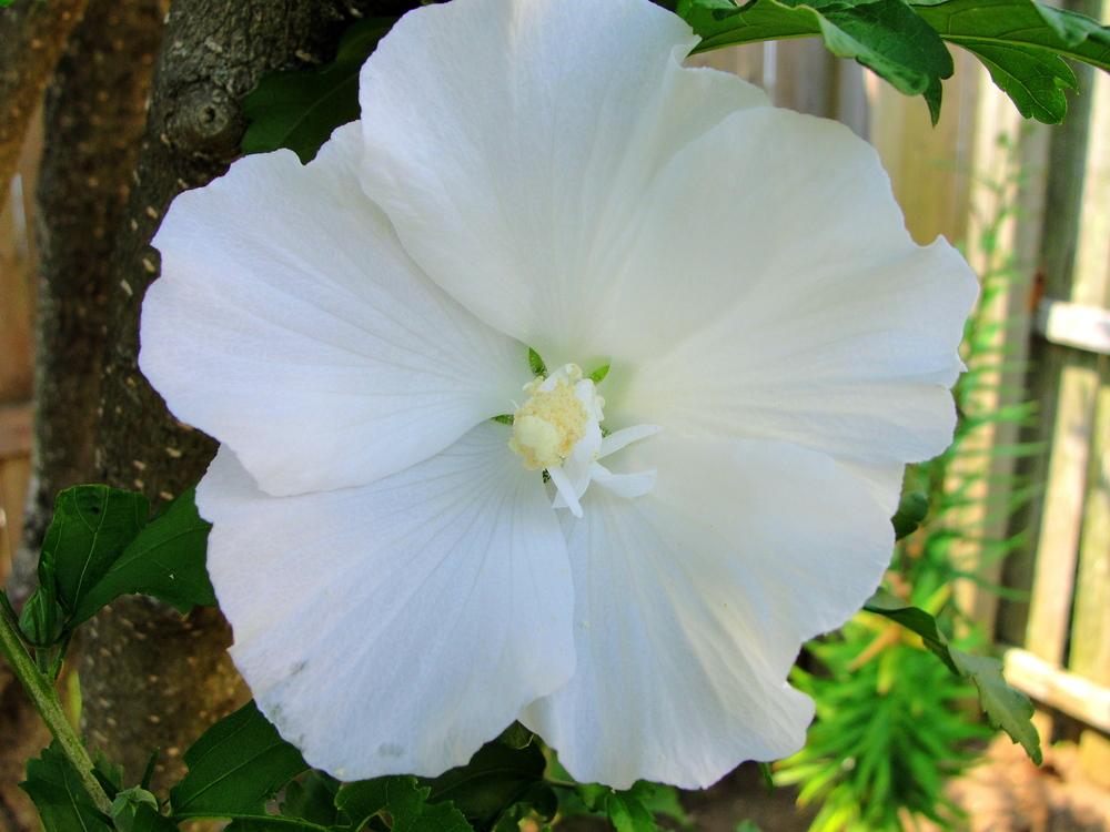 Roses Of Sharon: Plant Care and Collection of Varieties - Garden.org