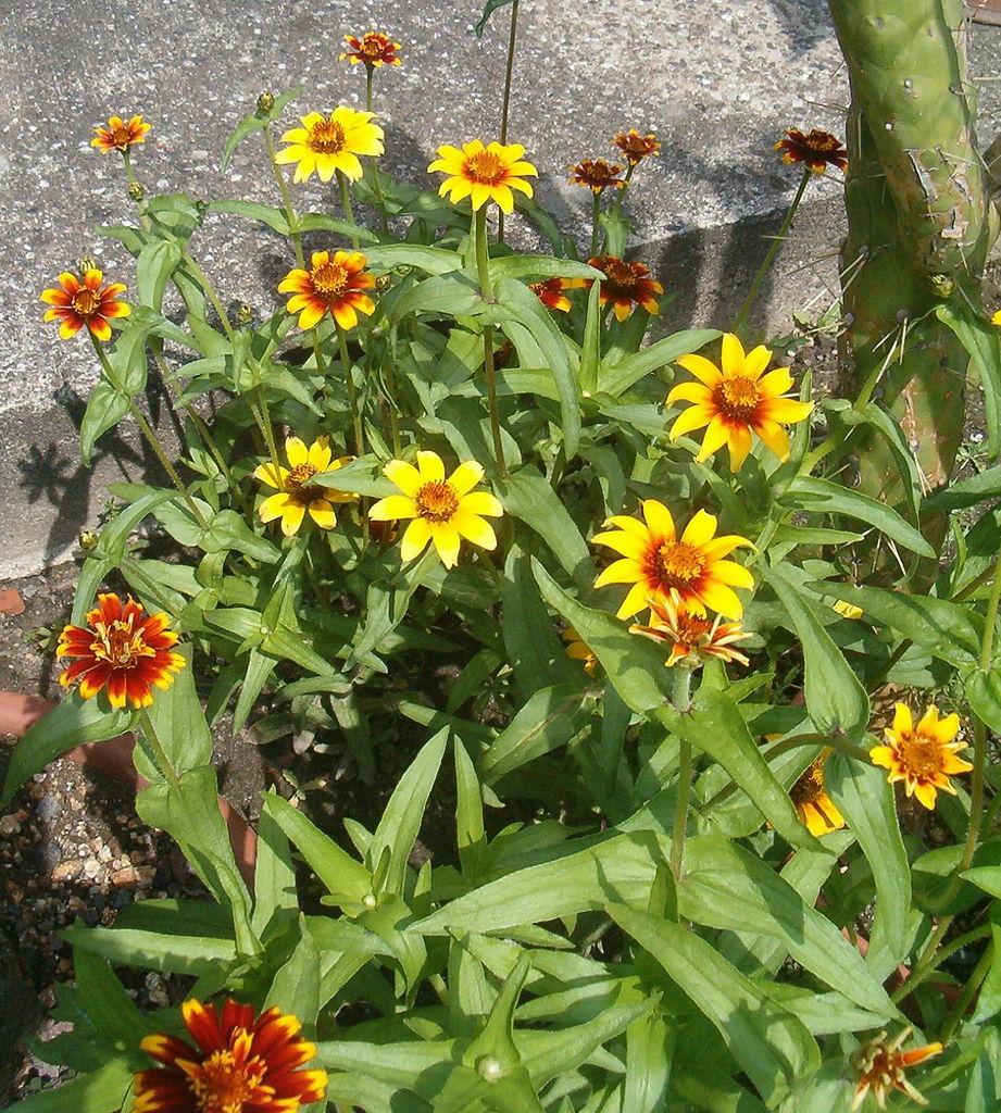 Photo of the entire plant of Mexican Zinnia (Zinnia haageana) posted by ...