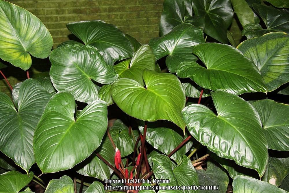 Homalomenas: Plant Care and Collection of Varieties - Garden.org