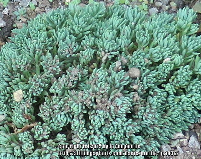 Photo of the entire plant of Spanish Stonecrop (Sedum hispanicum ...
