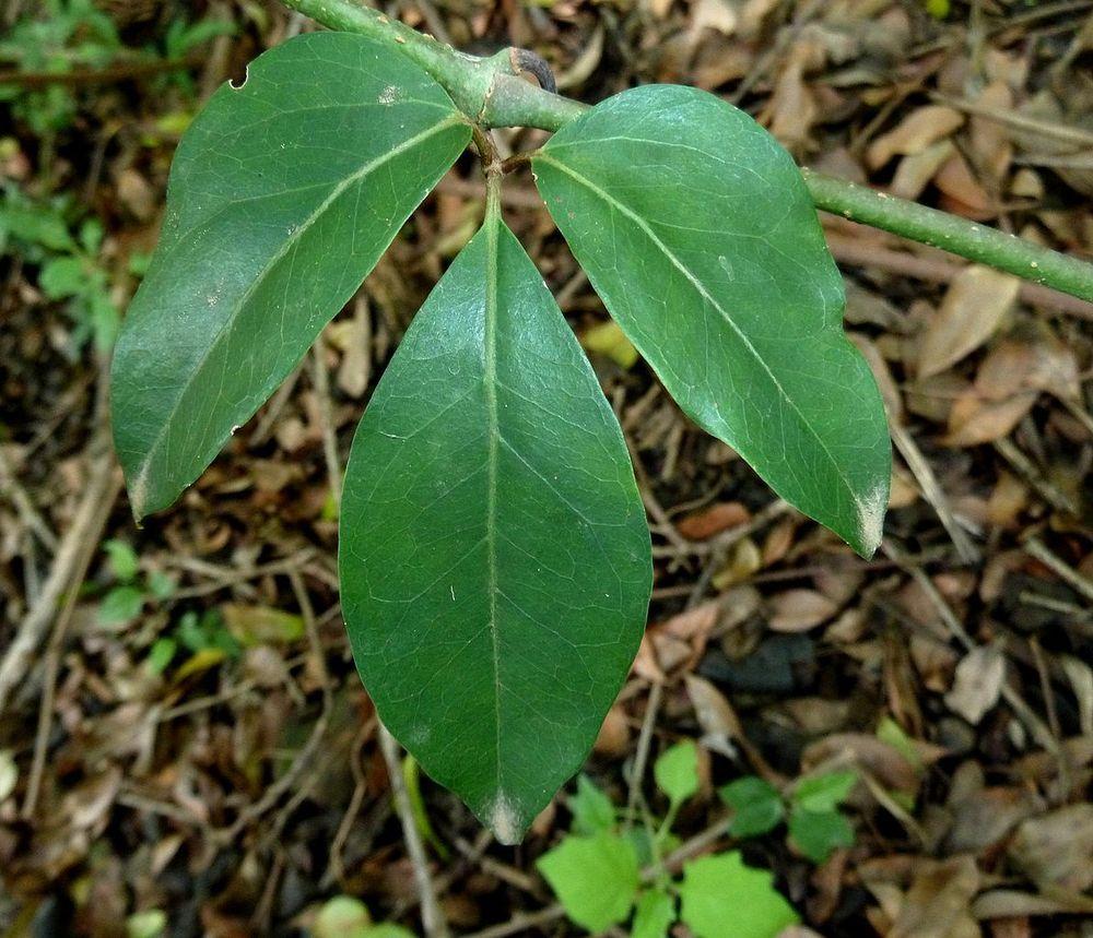 Bitter Forest Grape (Rhoicissus revoilii) - Garden.org