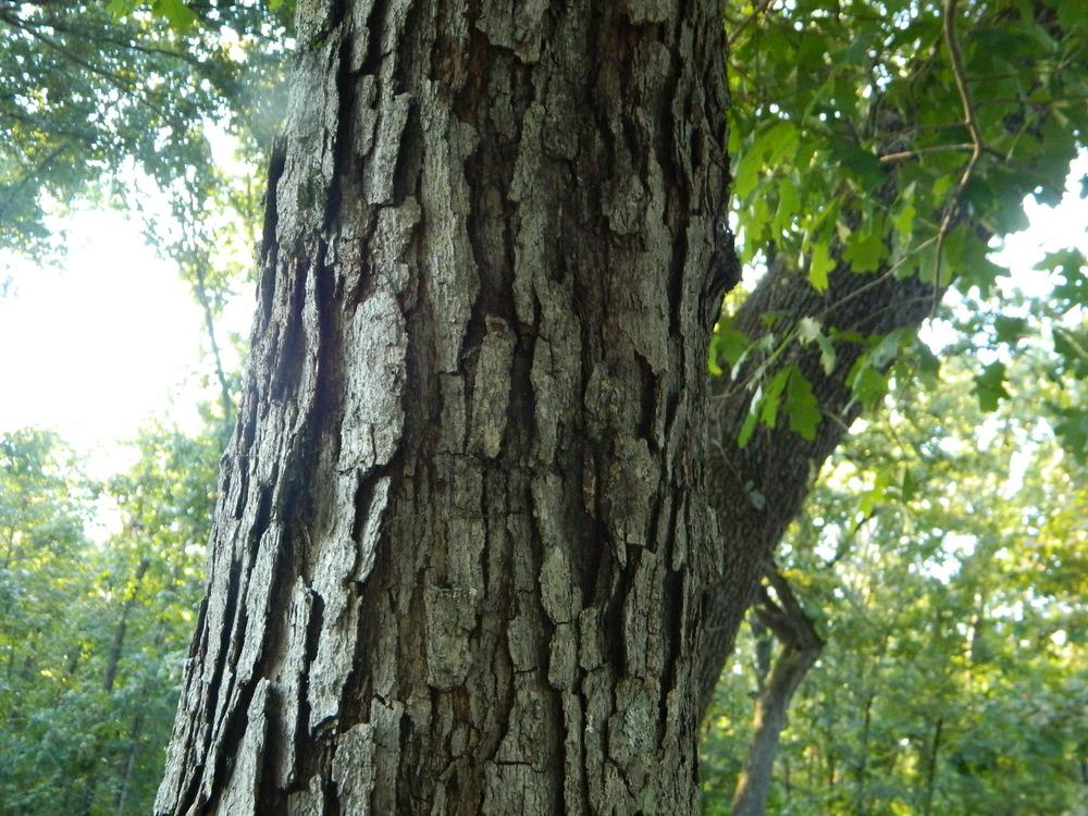 Photo of the stem, scape, stalk or bark of White Oak (Quercus alba ...
