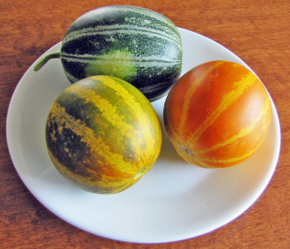 Photo of the fruit of Dudaim Melon (Cucumis melo subsp. melo) posted by ...