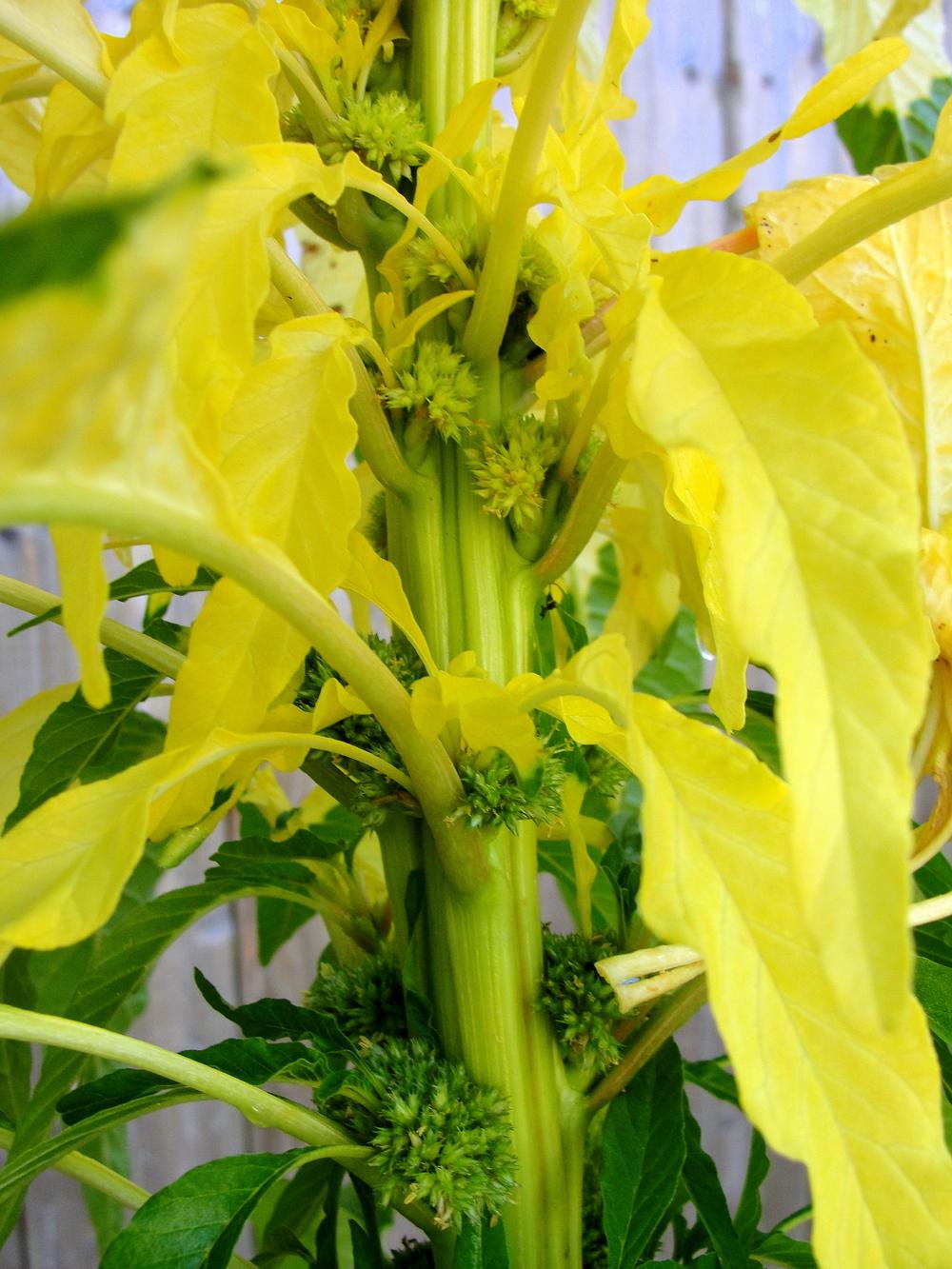 Photo of the bloom of Amaranthus tricolor 'Aurora Yellow' posted by ...