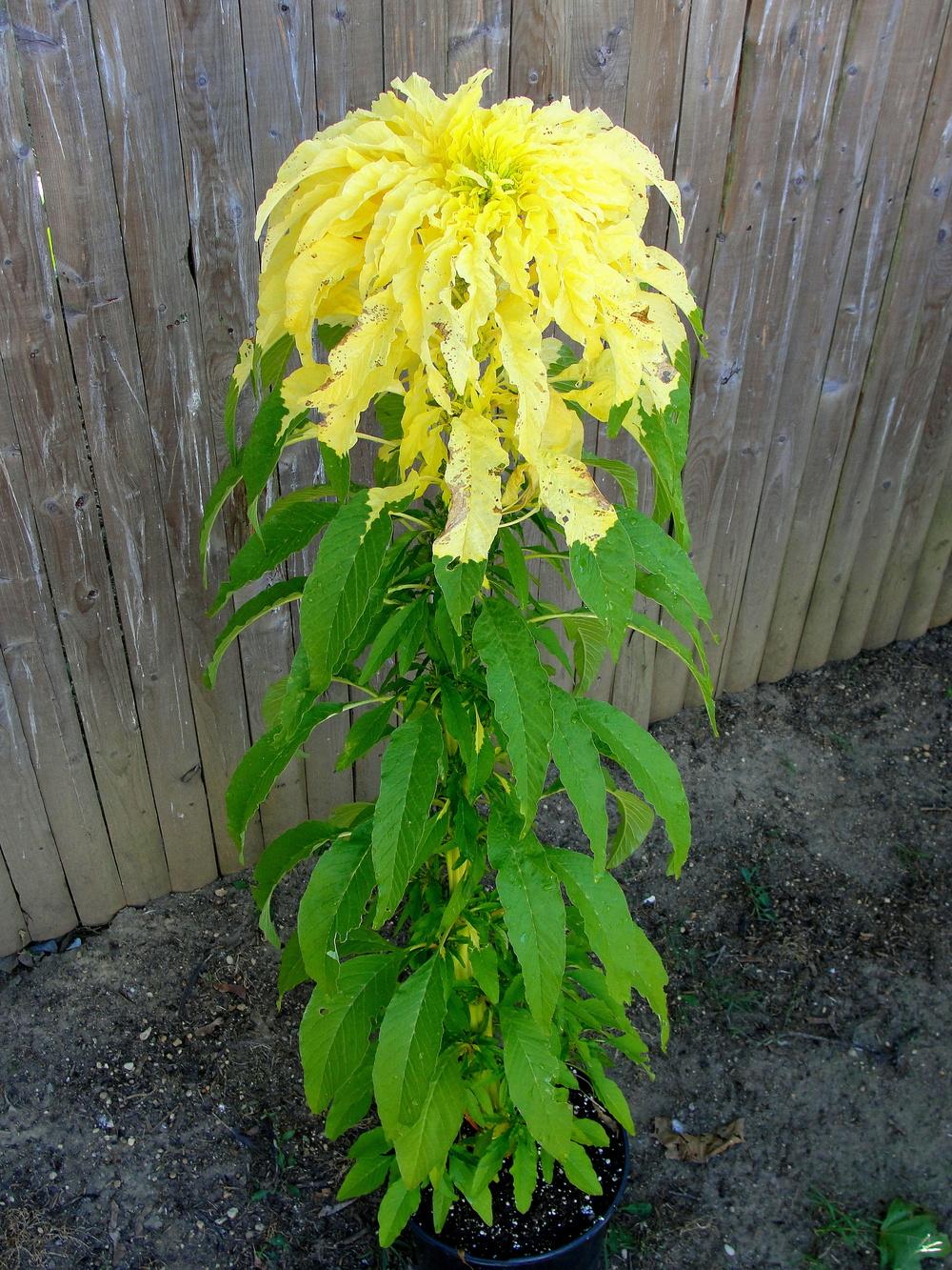 Photo of the entire plant of Amaranthus tricolor 'Aurora Yellow' posted ...