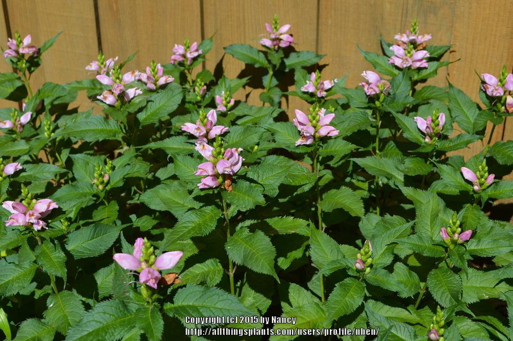 Photo of the entire plant of Pink Turtlehead (Chelone lyonii 'Hot Lips ...