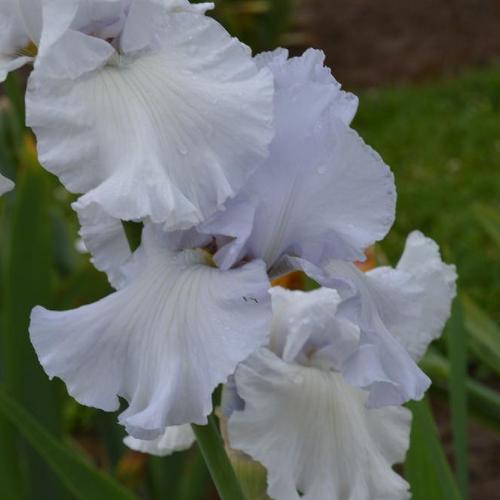 Tall Bearded Iris (Iris 'Cascade Glacier') in the Irises Database ...