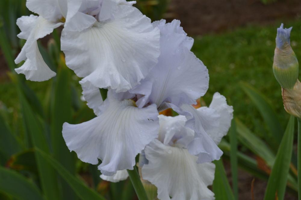 Tall Bearded Iris (Iris 'Cascade Glacier') in the Irises Database ...