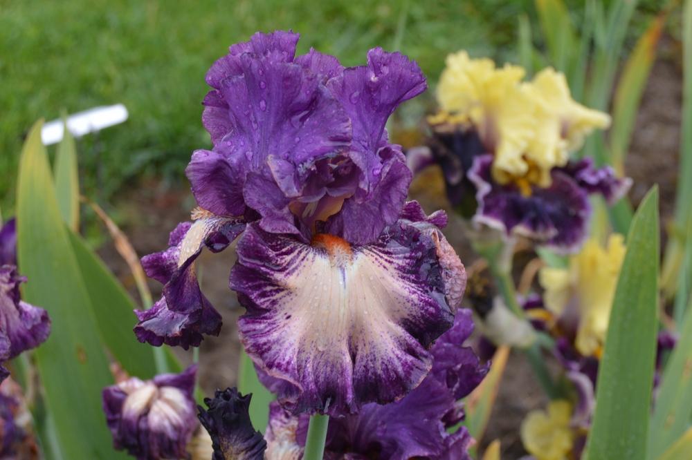 Photo of the bloom of Tall Bearded Iris (Iris 'Blushing Grapes') posted ...