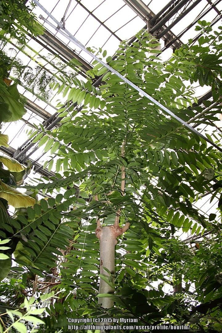 Brunellia costaricensis - Garden.org