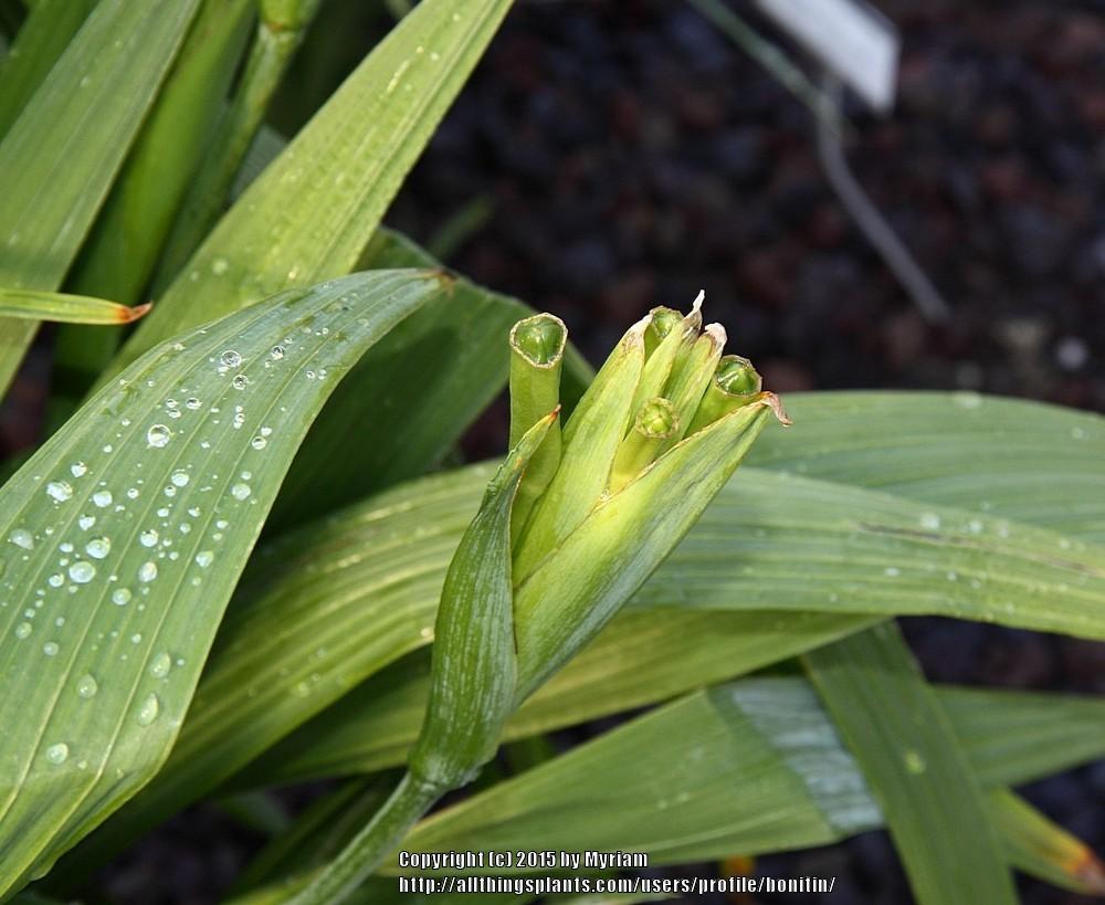 Photo of the seed pods or heads of Mexican Shell Flower (Tigridia ...