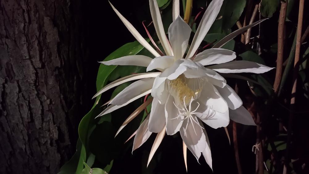 Epiphyllum: Plant Care and Collection of Varieties - Garden.org