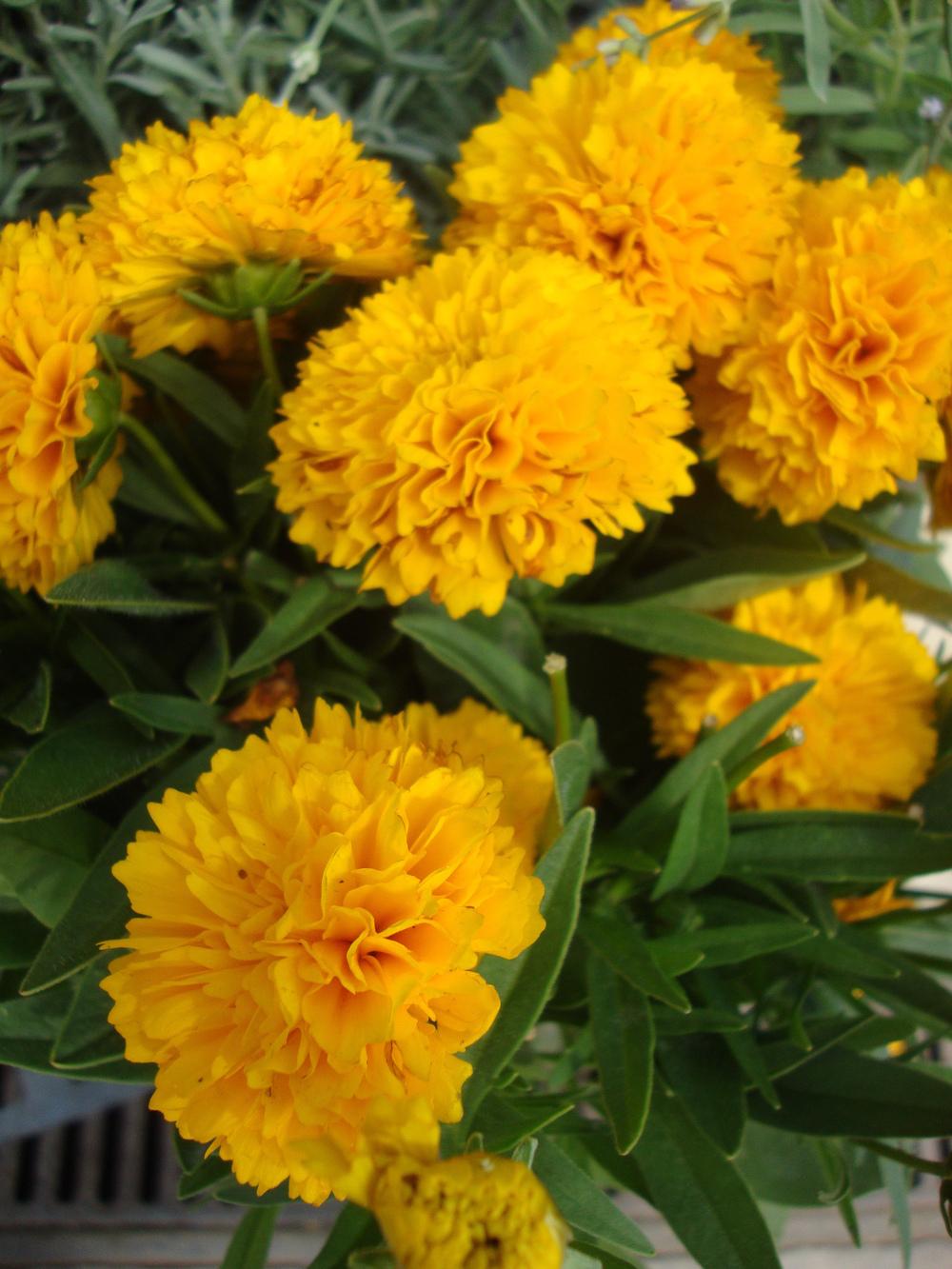 Photo of the bloom of Tickseed (Coreopsis grandiflora Solanna™ Golden ...