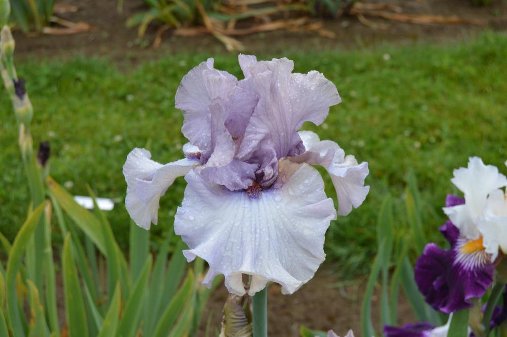 Tall Bearded Iris (Iris 'Dancing Ghost') in the Irises Database ...