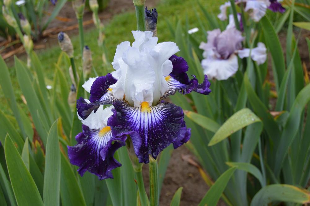 Photo of the bloom of Tall Bearded Iris (Iris 'Dancing Star') posted by ...