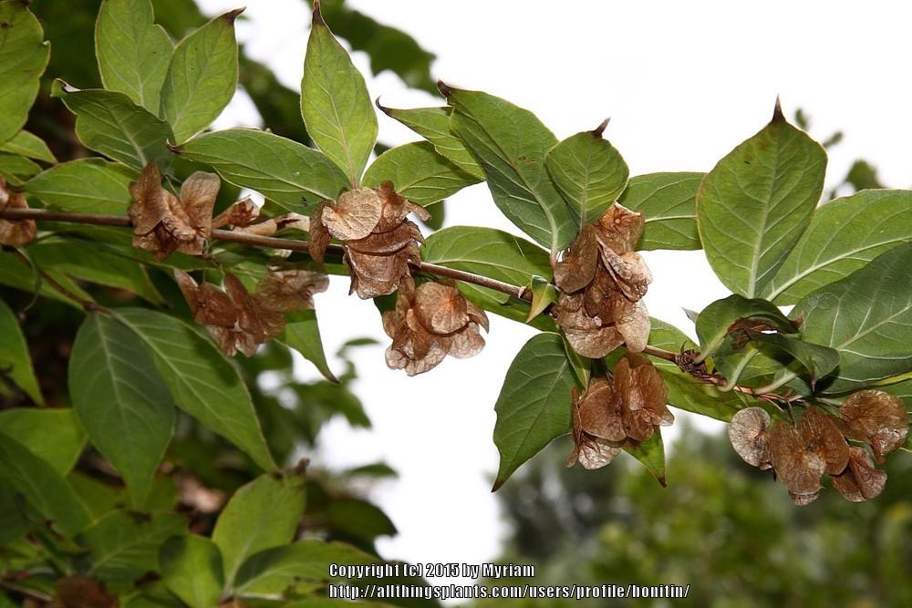 Photo of the seed pods or heads of Boxleaf Honeysuckle (Linnaea ...