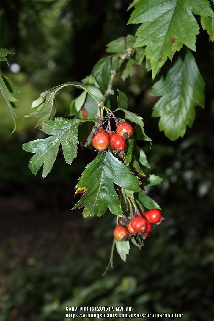 Chinese Hawthorn (Crataegus pinnatifida) - Garden.org
