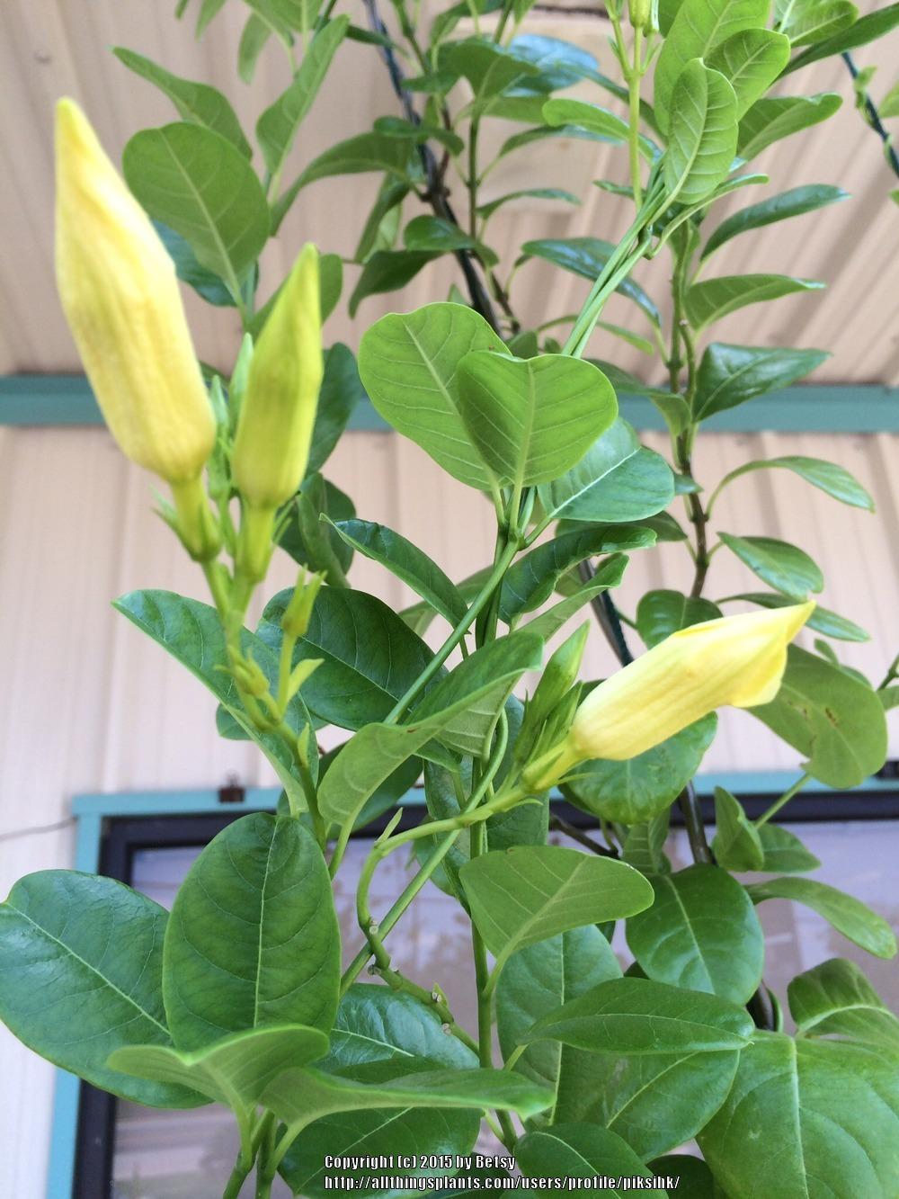 Photo of the closeup of buds, sepals and receptacles of Wild Allamanda ...